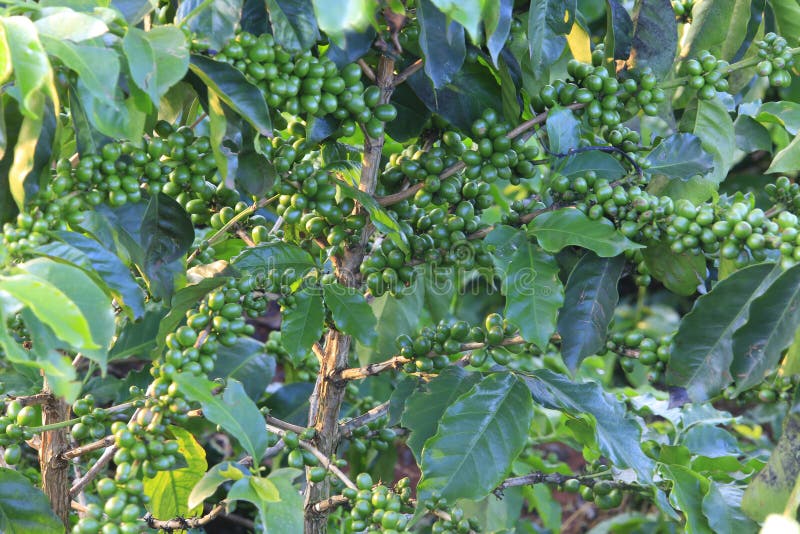 Coffee been on tree stock image. Image of nature, leave - 71390605