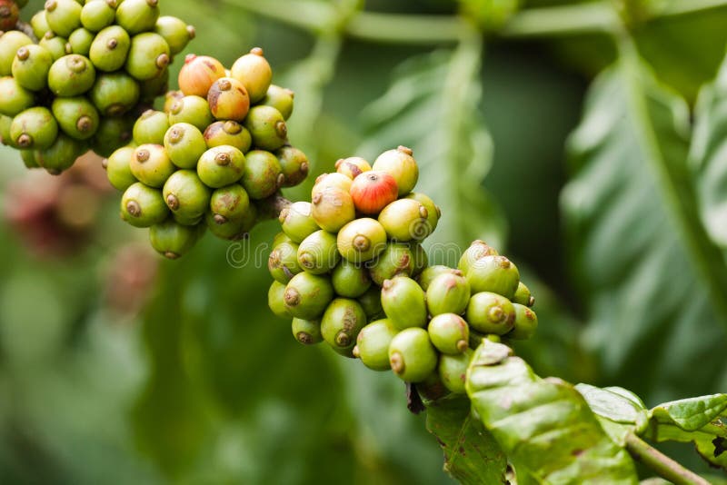 Coffee berries stock image. Image of plant, green, mexico - 22235331