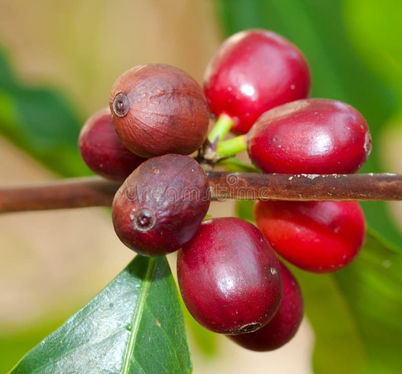 Coffee berries stock image. Image of arabica, harvest - 23888975