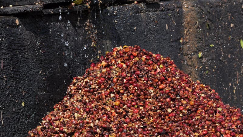 Coffee Berries Drying Process, Cascara Tea Making Stock Footage - Video ...