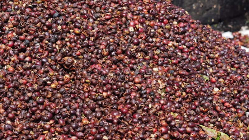 Coffee Berries Drying Process, Cascara Tea Making Stock Video - Video ...