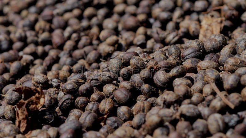 Coffee Berries Drying Process, Cascara Tea Making Stock Video - Video ...