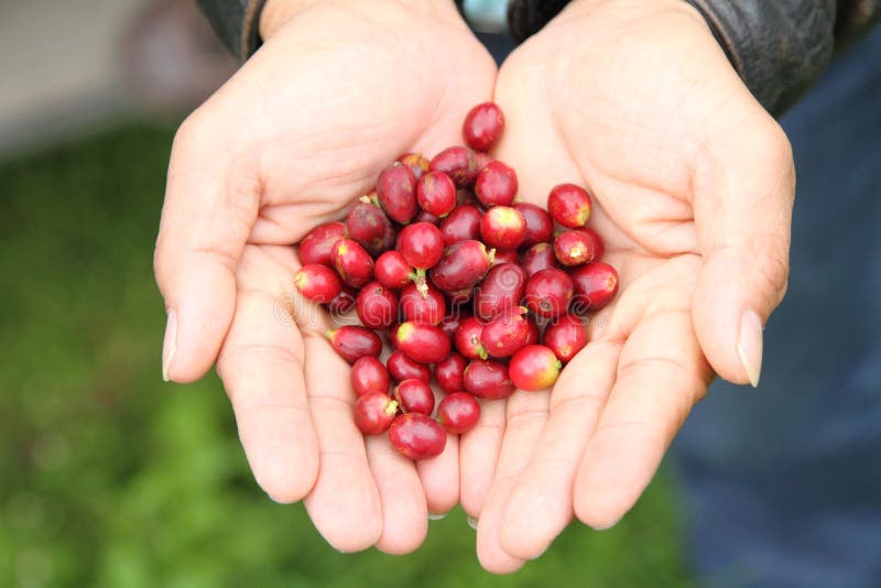 Coffee berries stock image. Image of element, espresso - 41291971