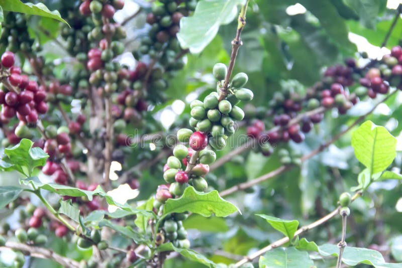 Coffee Berries Hang on Tree in Norther of Thailand Stock Image - Image ...