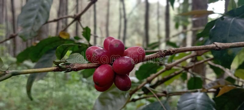 Coffee Berries in the Middle of the Forest Stock Photo - Image of ...