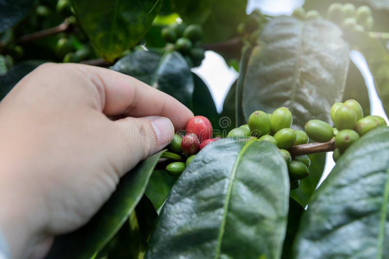 Coffee Berries on Tree with Agriculturist Hand Stock Photo - Image of ...