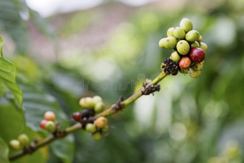 Coffee Berries on Trees in Plant and Plantation in Java Stock Image ...