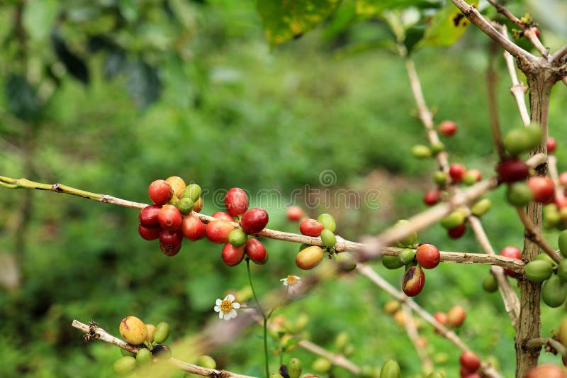 Coffee Berries on West Java Indonesia Coffee Plantation Stock Photo ...