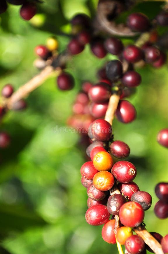 Coffee berry stock photo. Image of crop, java, drink - 26207386
