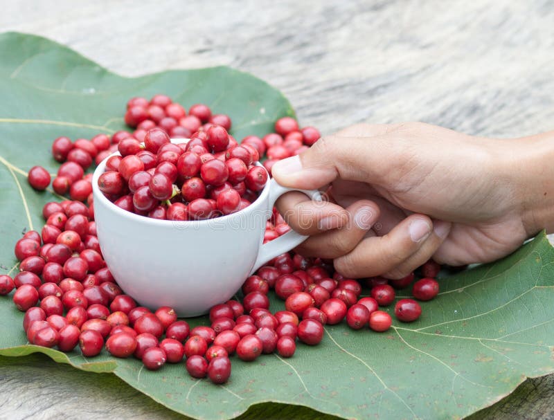 Coffee berry in a cup stock photo. Image of food, coffee - 37922134