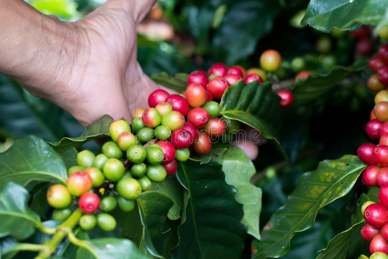 Coffee Berry Ripening on a Tree Stock Photo - Image of floral, harvest ...