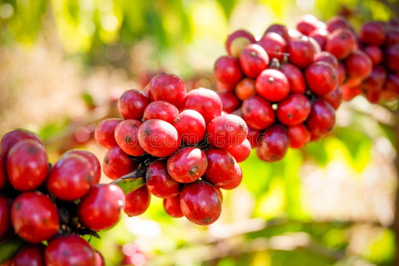 Coffee berry tree stock photo. Image of grow, coffee - 86357022