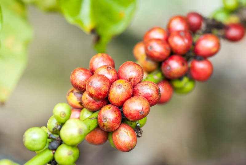 Coffee berry stock image. Image of nature, leaf, farm - 38350087