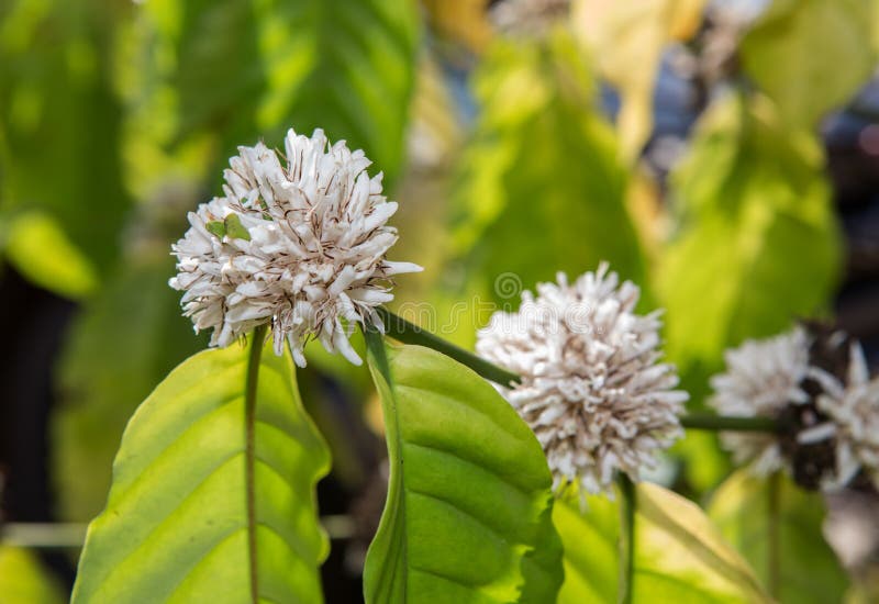 Coffee Blossom White Color Flower of Coffee Tree Stock Image - Image of ...