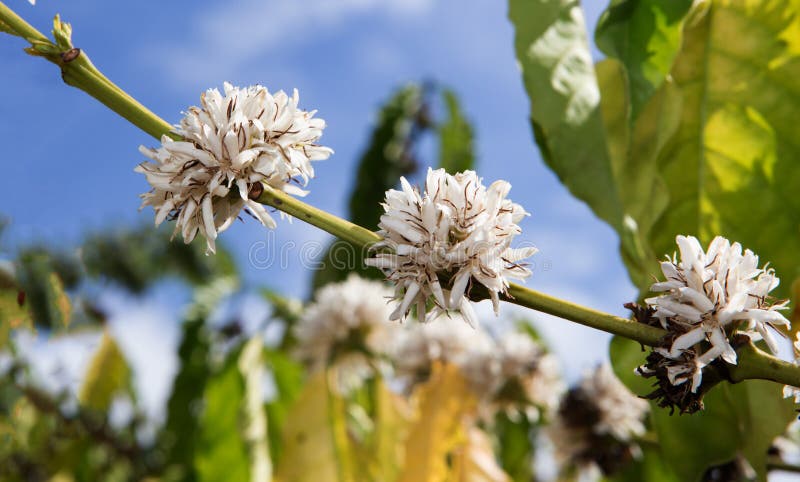 Coffee Blossom White Color Flower of Coffee Tree Stock Photo - Image of ...