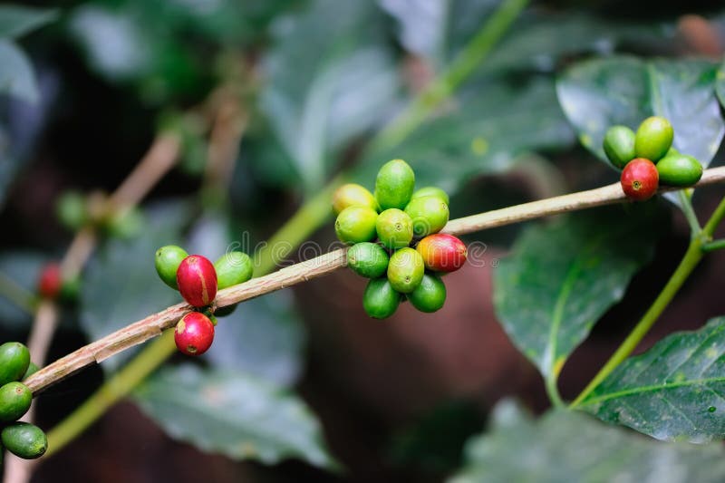 Coffee branch stock image. Image of warm, branch, brown - 22502601