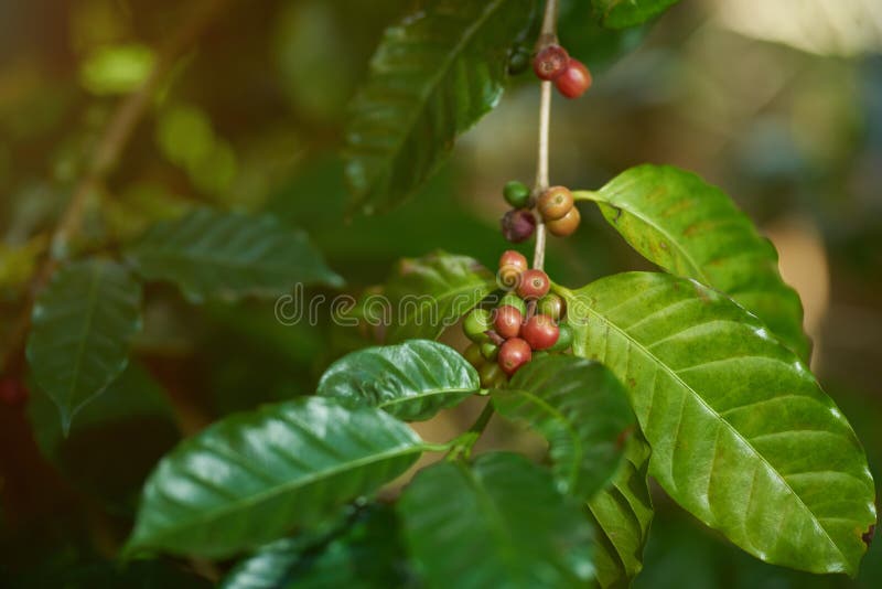 Coffee Branch Close Up View Stock Image - Image of growing, crop: 129852853