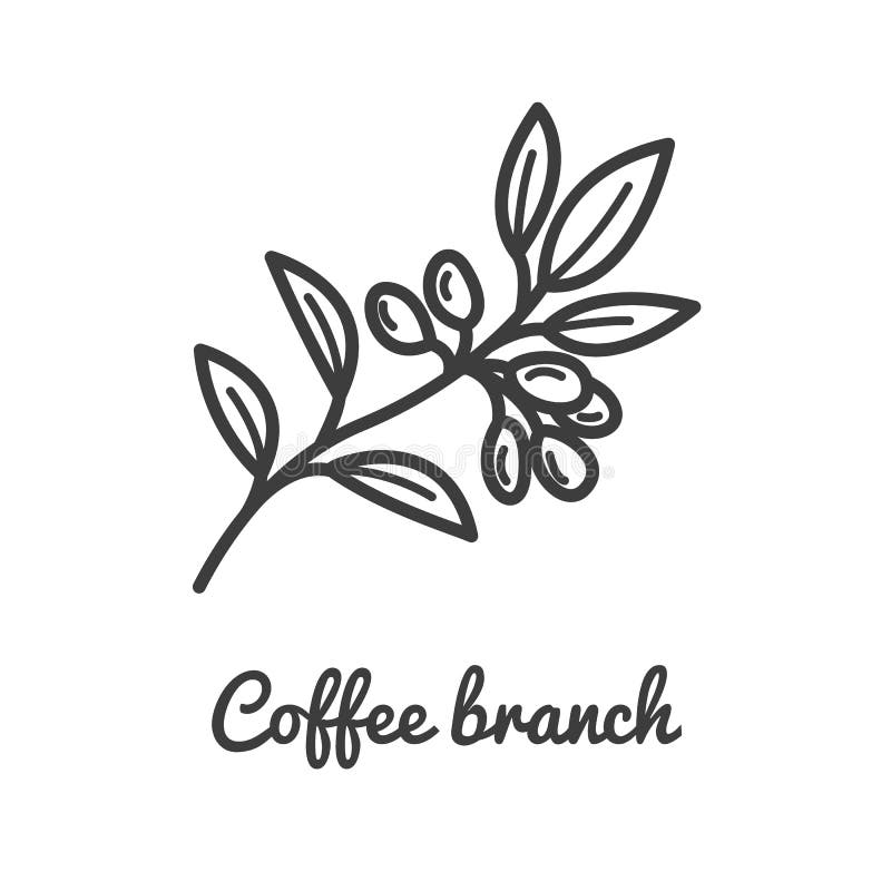 Coffee Branch Icon. Coffee Plant. Branch of Coffee Icon in Line Style ...