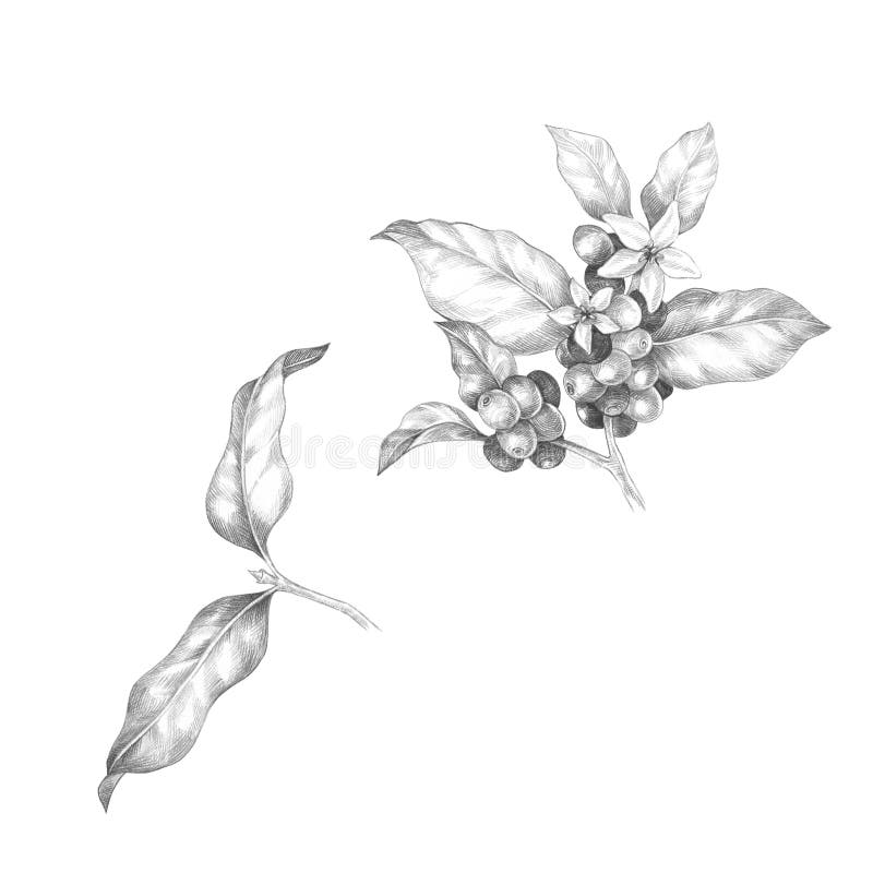 Coffee Branch Pencil Sketch. Graphic Hand Drawn Illustration for ...