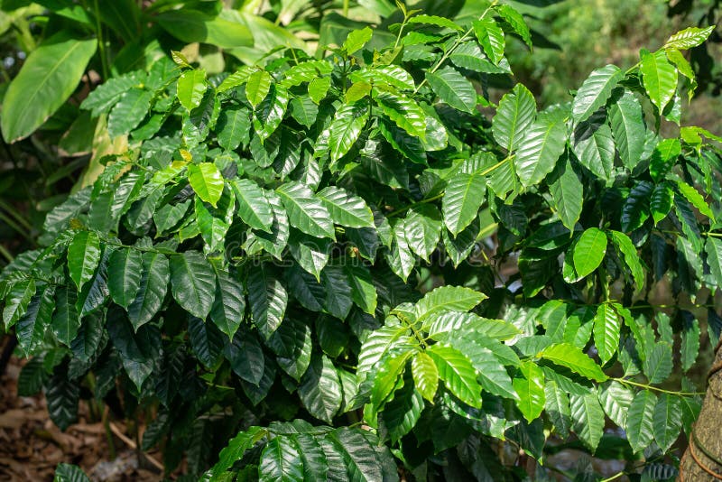Coffee bush on coffee tree stock image. Image of young - 125263995