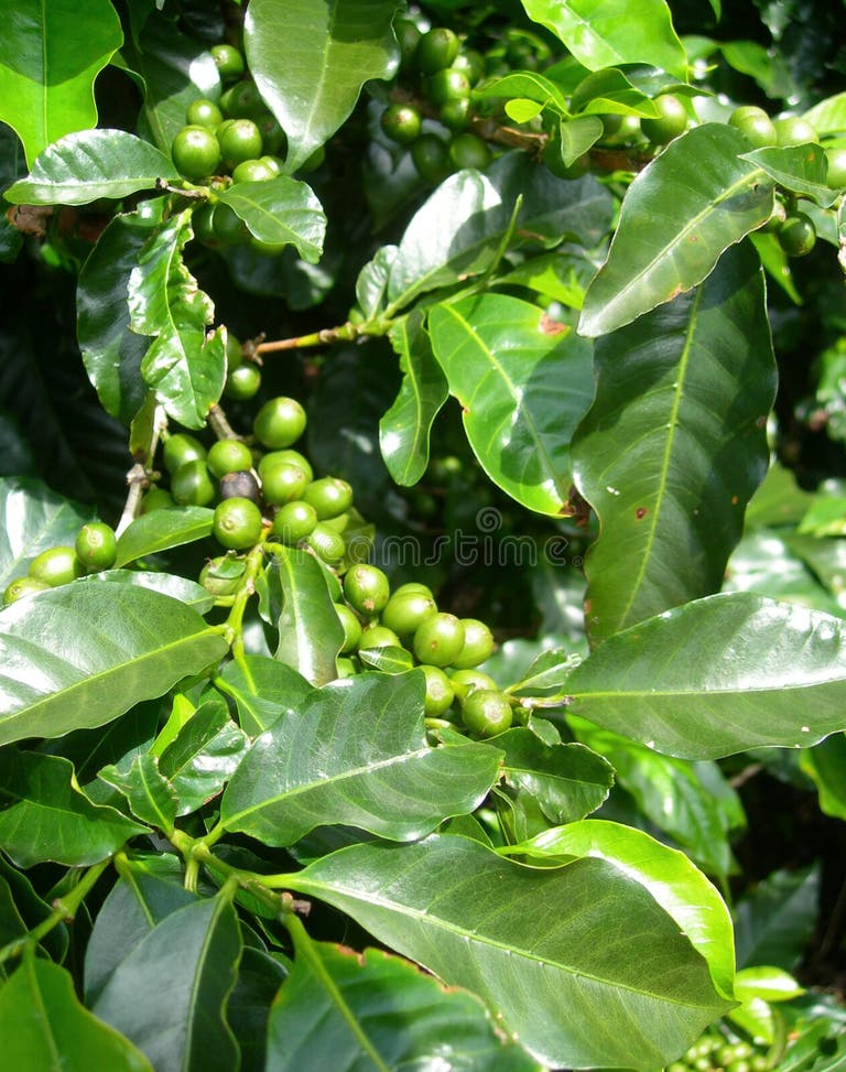 14,126 Coffee Bush Stock Photos - Free & Royalty-Free Stock Photos from ...