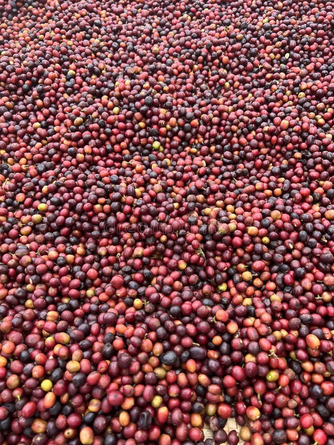 197 Fair Trade Coffee Farm Stock Photos - Free & Royalty-Free Stock ...