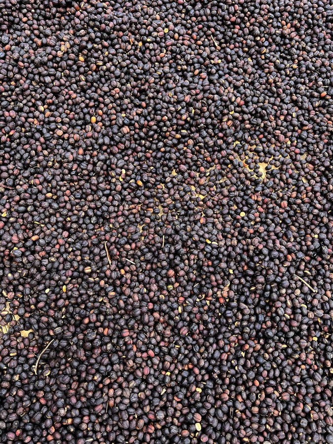 Coffee Cherries Being Dried in a Garden on a Plastic Sheet in the Sun ...