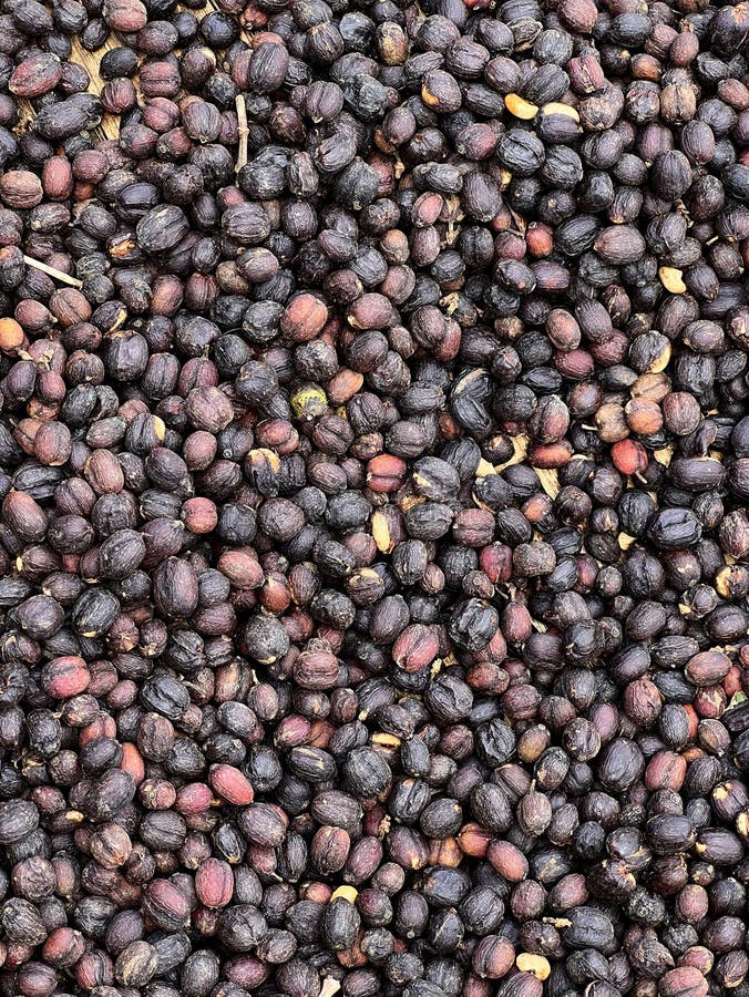 Coffee Cherries Being Dried in a Garden on a Plastic Sheet in the Sun ...