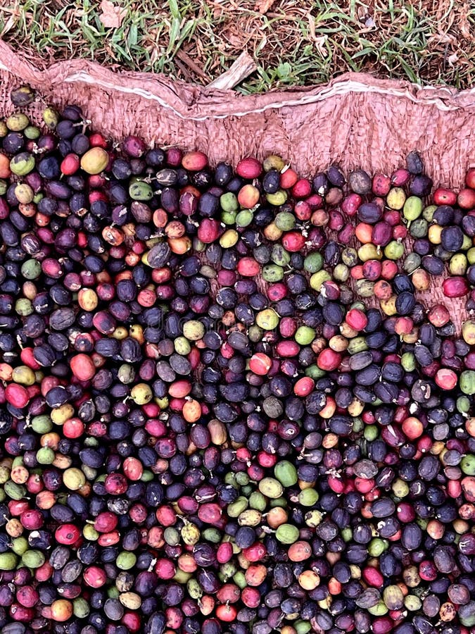 Coffee Cherries Being Dried in a Garden on a Plastic Sheet in the Sun ... Coffee Cherries Being Dried in a Garden on a Plastic Sheet in the Sun ...