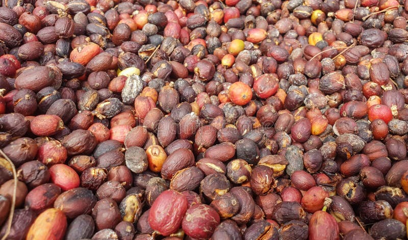 Photo from the Front, the Coffee Cherries are Being Dried in the Sun at ...