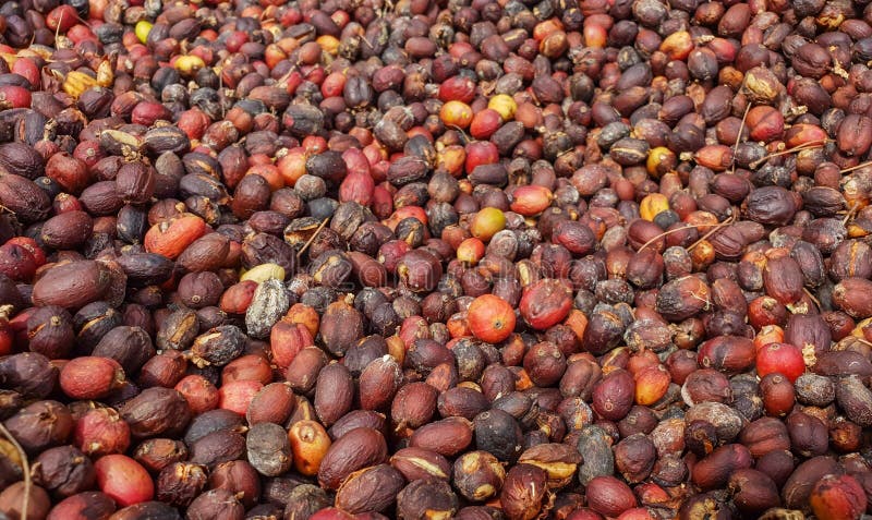 In the Photo from the Front, the Coffee Cherries are Being Dried in the ...