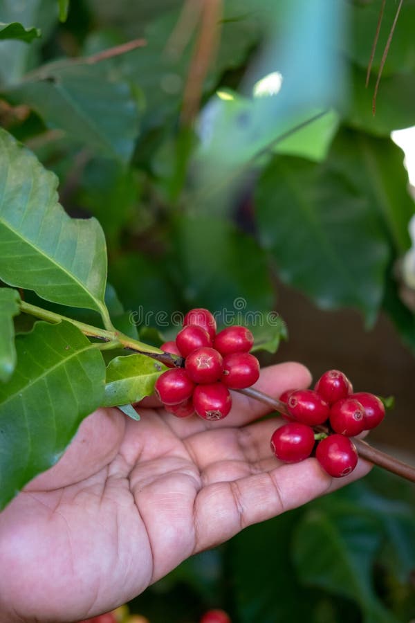 Coffee Cherries stock image. Image of natural, bean - 165545467