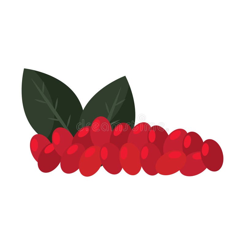 Coffee Cherries and Leaves. Vector Stock Vector - Illustration of fresh ...