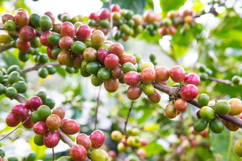 Coffee cherry stock image. Image of background, plantation - 36271359