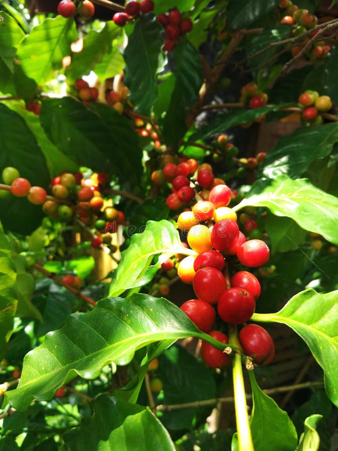 Coffee cherry on branches. stock photo. Image of beverage - 163438188