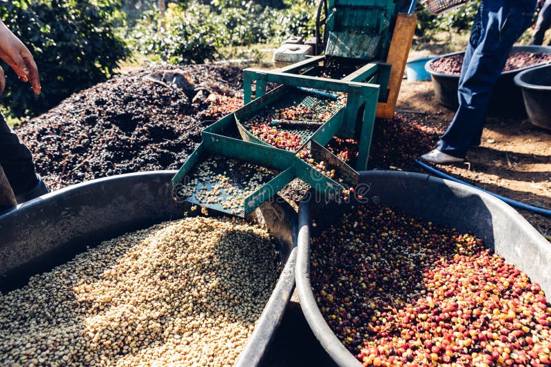Coffee Cherry Pulping Machine Farmer. Coffee Bean Machine Process Stock ...