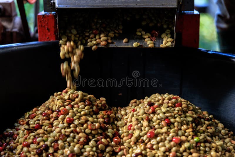 Coffee Pulping Fruit Stock Photos - Free & Royalty-Free Stock Photos ...