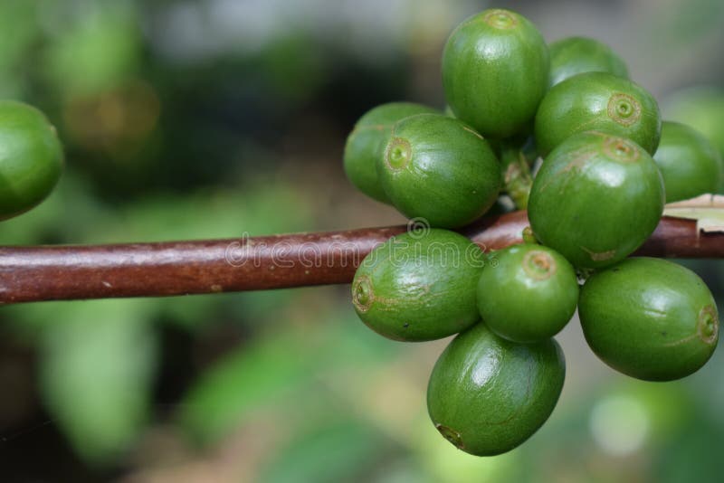 Coffee Cherry on Coffee Tree Stock Photo - Image of agricultural ...