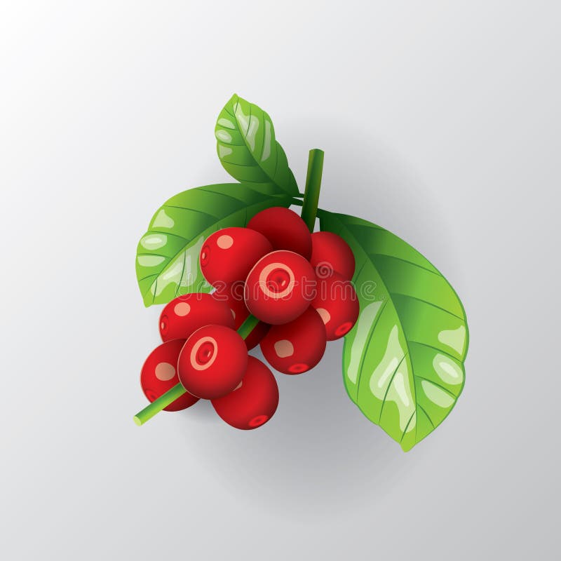 Coffee Cherry. Vector Illustration Decorative Design Stock Vector ...