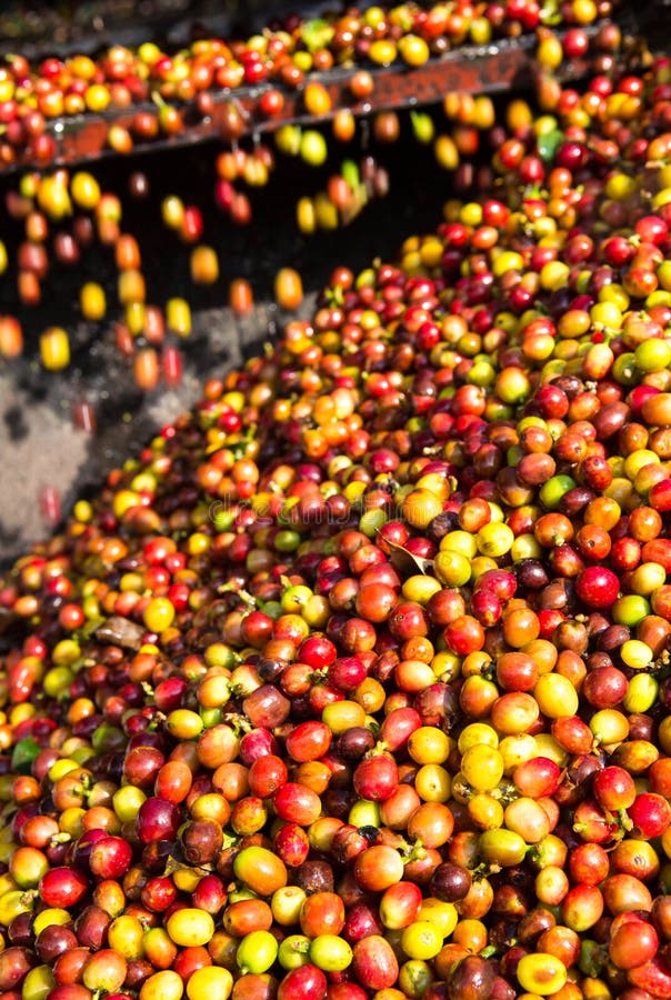 Coffee cherry stock photo. Image of plantation, caffeine - 36271434
