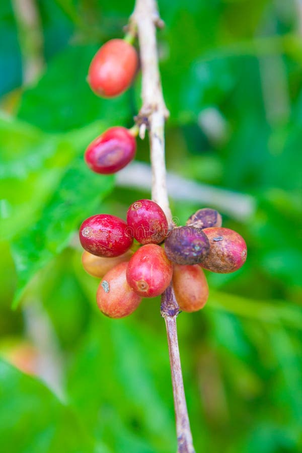 Coffee Crop, Plant, Crop - Plant, Fruit, Farmer Stock Photo - Image of ...