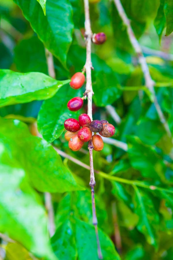 Coffee Crop, Plant, Crop - Plant, Fruit, Farmer Stock Photo - Image of ...