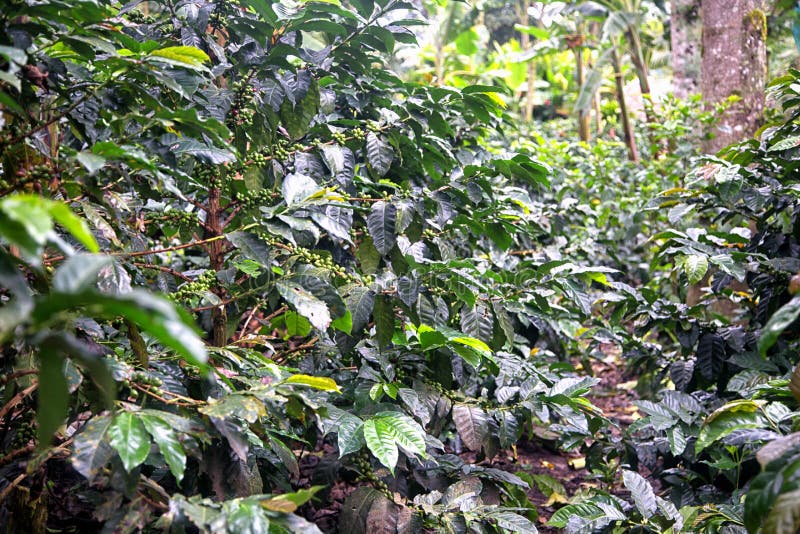 Coffee Crop, Plant, Crop - Plant, Fruit, Farmer Stock Photo - Image of ...