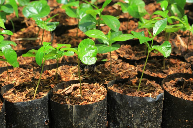 Coffee Crop stock photo. Image of bean, agriculture, plant - 31340526