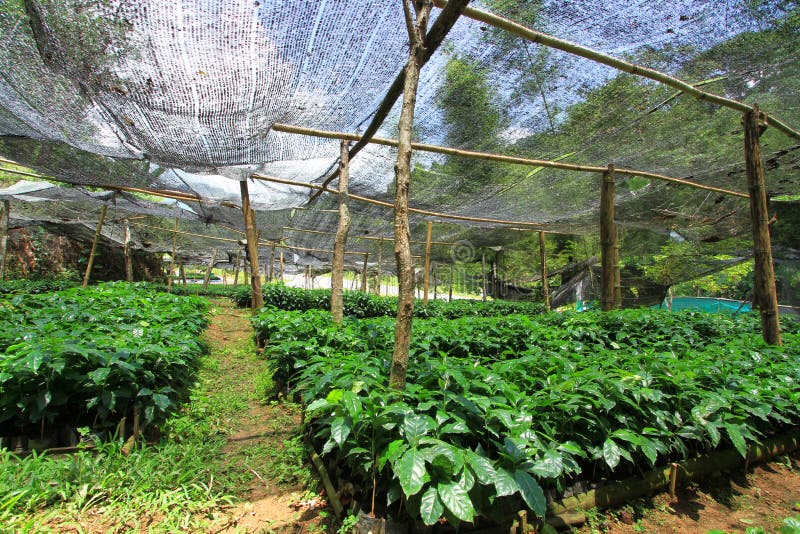 Coffee Crop stock photo. Image of bean, tropical, rural - 31340538