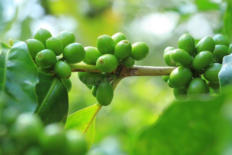 Coffee Crop stock image. Image of colombian, agriculture - 31340791
