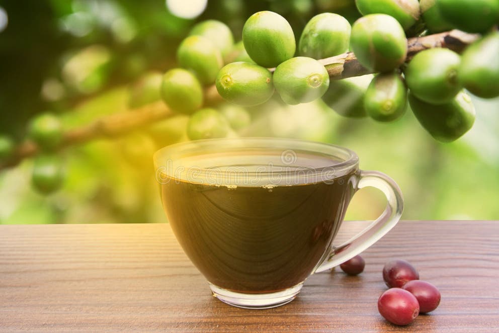 Coffee Cup Espresso in the Fram Stock Image - Image of java, arabica ...