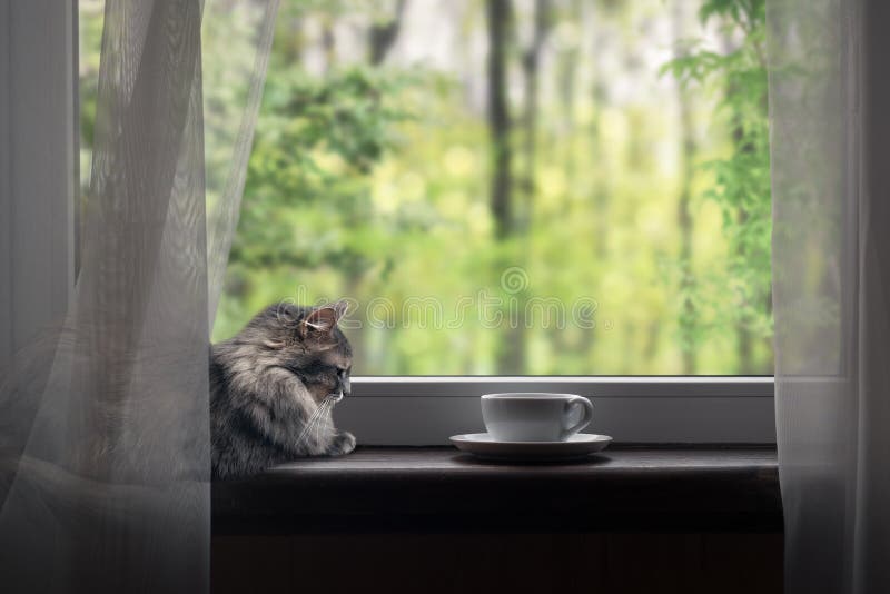 Coffee Cup on the Window. the Cat on the Windowsill Stock Photo - Image ...