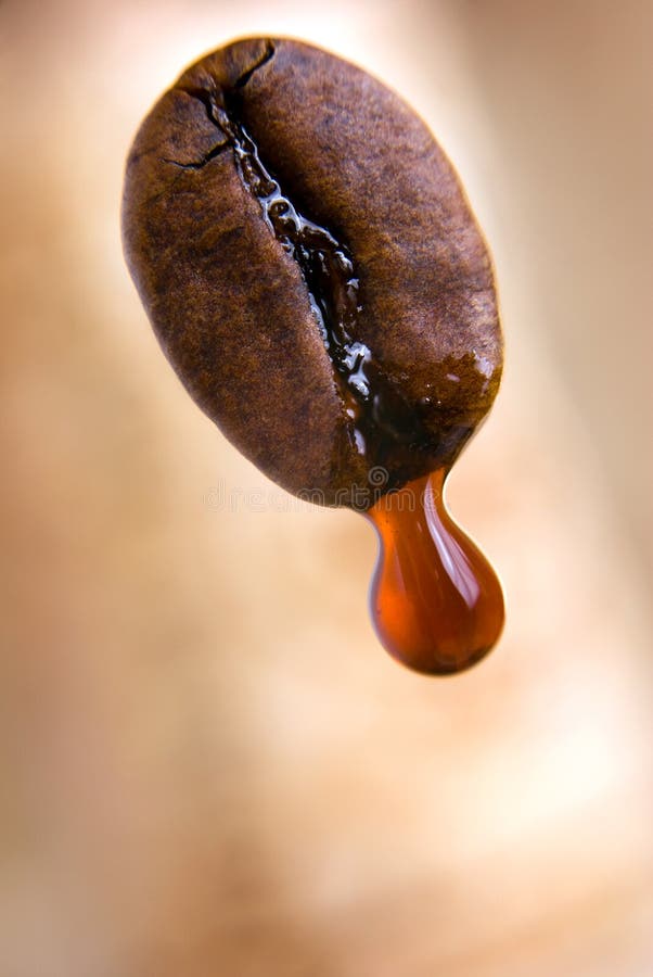 Single coffee bean stock photo. Image of pure, aroma, agriculture - 5262944