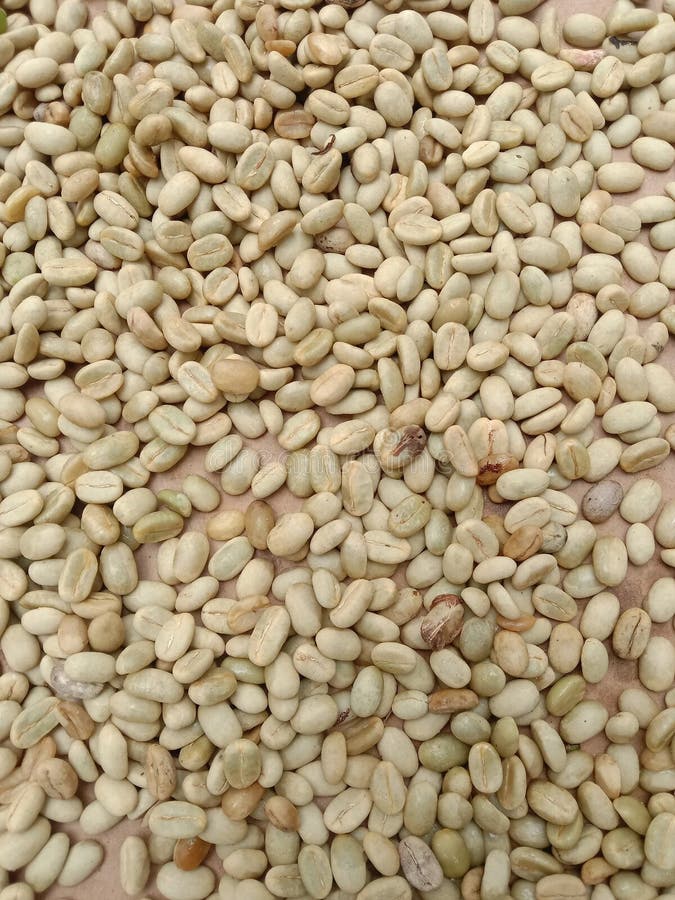 Coffee Drying Process for Processing Stock Photo - Image of process, processing: 279379134